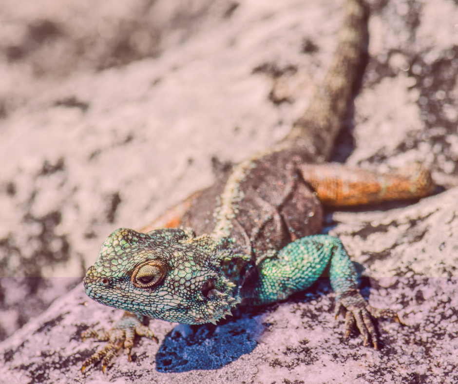 Adapting your leadership style – 5 occasions when this will pay off - Nudge Forward